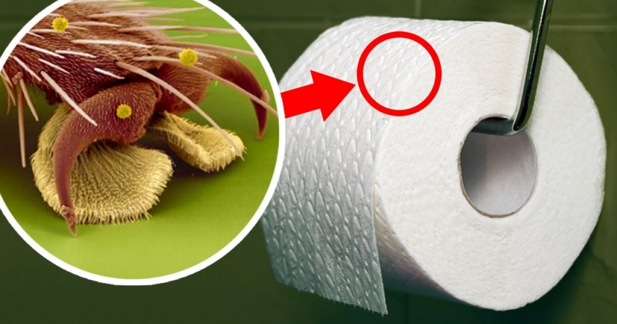 15 Food Photographed Taken Under the Microscope Like You’ve Never Seen ...