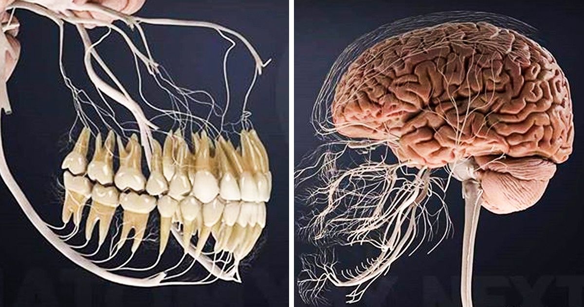 11 Amazing Facts About Your Body That Explain a Lot