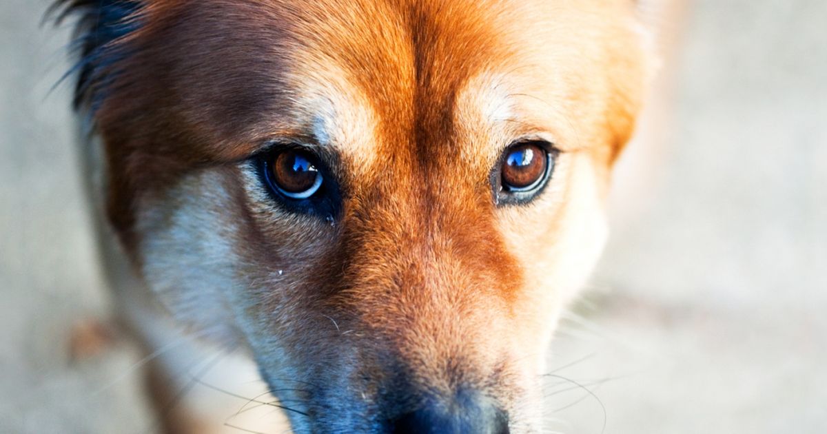 What the World Looks Like Through the Eyes of Different Animals